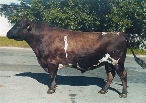 АЙРШИРСКАЯ ПОРОДА