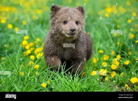Brown Bear Cubs Playing