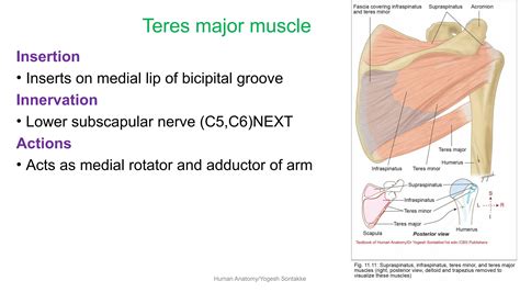 Chapter 11 Scapular Anatomy Region Pptx