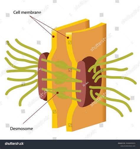 Some Cells Connected By Intercellular Junctions Stock Vector Royalty Free 2549505023