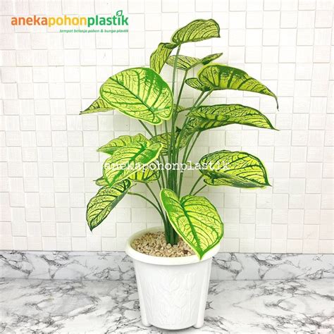 Pohon Daun Calladium X18 Semi