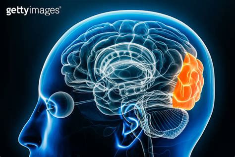 Occipital Lobe Of The Cerebral Cortex Profile View Close Up 3d