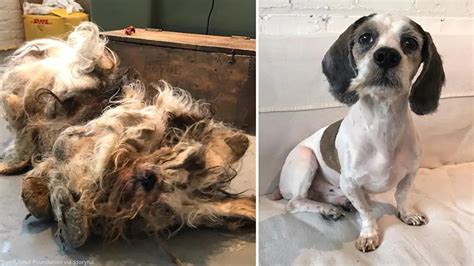 Horribly Neglected Cocker Spaniel Gets Remarkable Transformation From Chicago Rescue Group