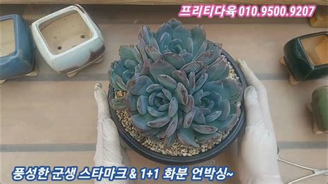 11 화분 프리티다육에서 온 스타마크군생 And 11 화분 언박싱해요 ~ 💕프리티다육 01095009207 Youtube