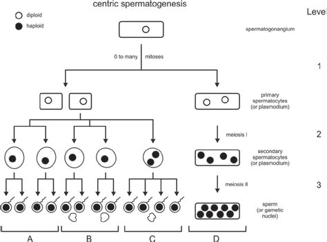 Schematic Representation Of The Types Of Spermatogenesis Reported In