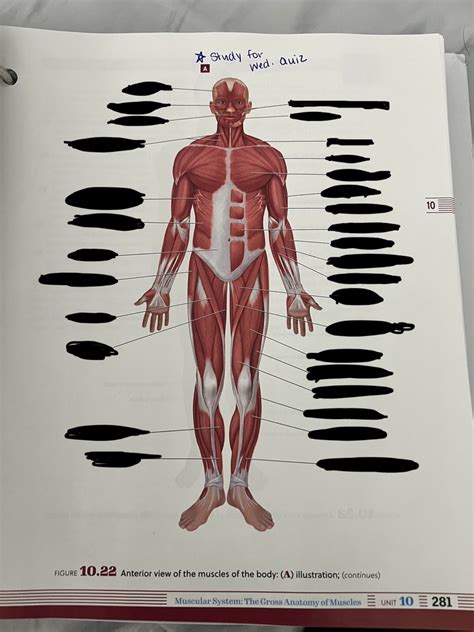 Muscles Diagram Quizlet