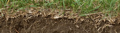 Does Turf Need Mycorrhizal Fungi Applications Pjc Organic