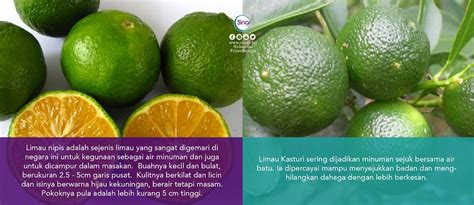 Tiada Limau Nipis Limau Kasturi Pun Okay