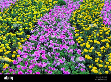Summer Landscape With Yellow Flowers Stock Photo Alamy