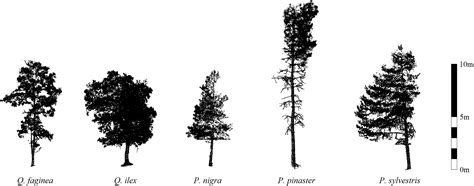 Tree Species Classification From Complex Laser Scanning Data In Mediterranean Forests Using Deep