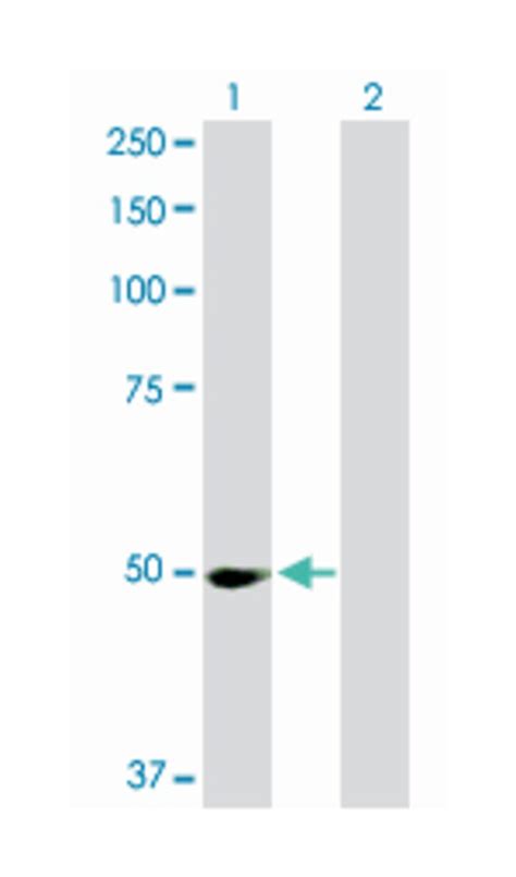 Protein Phosphatase 1f Pp2c Domain Containing Rabbit Purified Maxpab™ Polyclonal Antibody