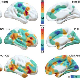 Surface Mapping Of The Differences Between The Sex In The Behavioral