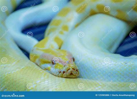 Albino Burmese Python Stock Photo Image Of Head Skin