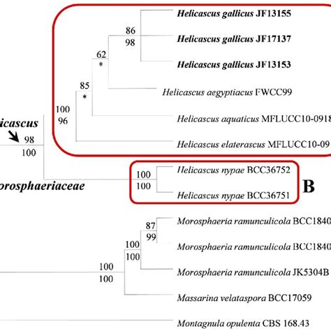 Maximum Parsimony Mp Tree Generated From Sequence Analysis Of The Download Scientific Diagram