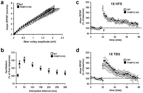 Fkbp12 Cko Mice Have Normal Basal Synaptic Transmission And Express