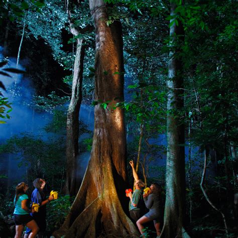 Things To Do In Cape Tribulation Pks Jungle Village Pks Jungle