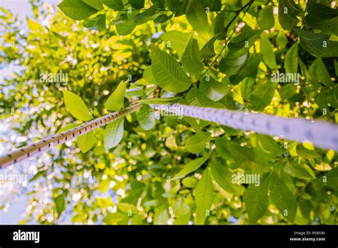 Tree From Below Stock Photo Alamy