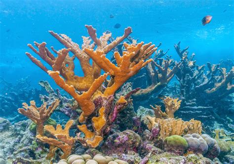 Acropora Coral Florida