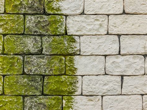 How To Remove Algae Effective Methods For Concrete And Tiles