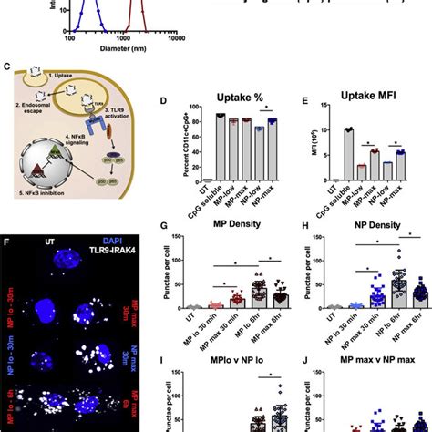 Pdf Biophysical Attributes Of Cpg Presentation Control Tlr9 Signaling To Differentially