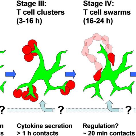 Kinetics Of T Cell Activation Proliferation And Effector Response Download Scientific