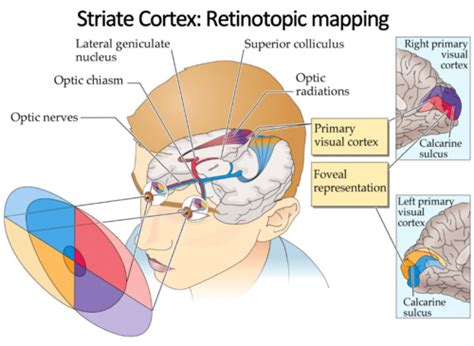 primary visual cortex flashcards quizlet