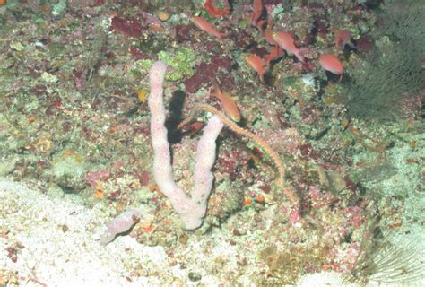 Worms World Register Of Marine Species