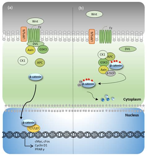 Biomedicines Free Full Text Non Coding Rnas As Regulators Of Wntβ