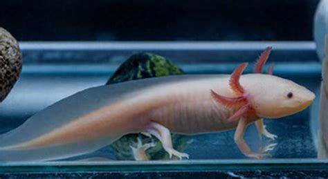 What Is The Best Water Temperature For Axolotls Voyo Pets