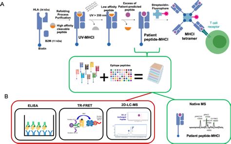 schematic illustrating synthetic workflow to create a and validate