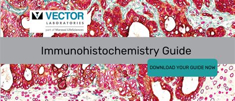 Immunohistochemistry Guide Biotechniques