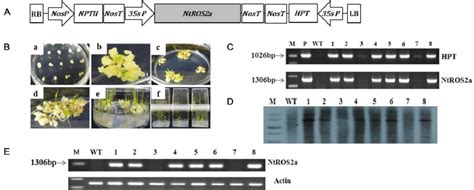 A Strategy Used To Overexpress Ntros2a In Rice Using Ti Plasmid