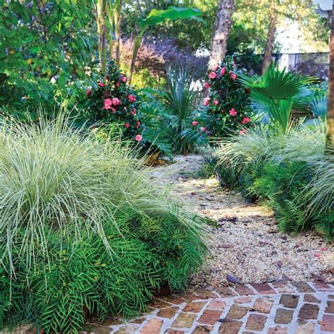 Southern Living 25 Qt Platinum Beauty Lomandra Live Evergreen Grass