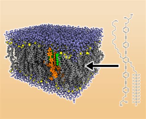 Polymers Free Full Text Polyphilic Interactions As Structural