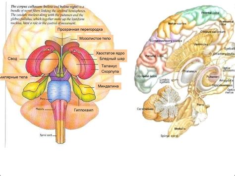 Базальные ганглии презентация онлайн