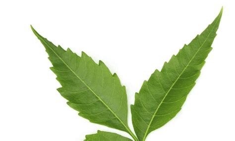 Incredible Benefits Of Neem And Its Side Effects