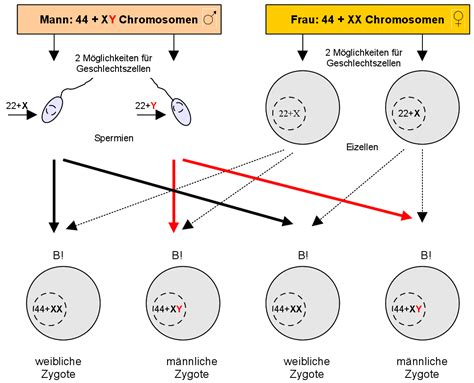 Freies Lehrbuch Biologie 0802 Zellzyklus Mitose Und Meiose Als