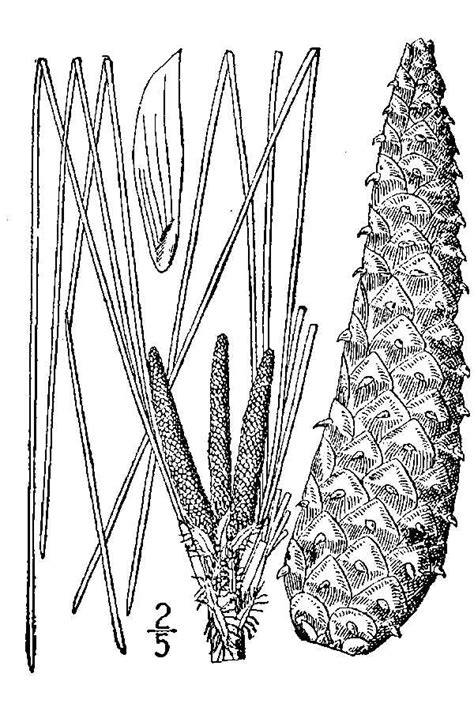 Longleaf Pine Drawing At Explore Collection Of Longleaf Pine Drawing