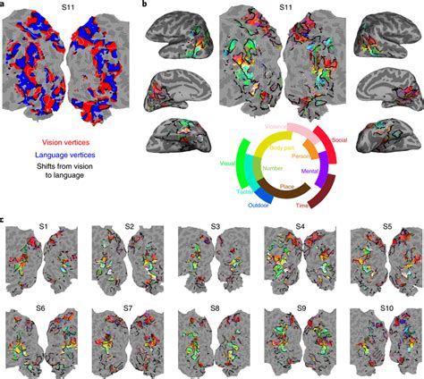 Alignment Of Semantic Selectivity Along The Boundary Between Vision And Download Scientific