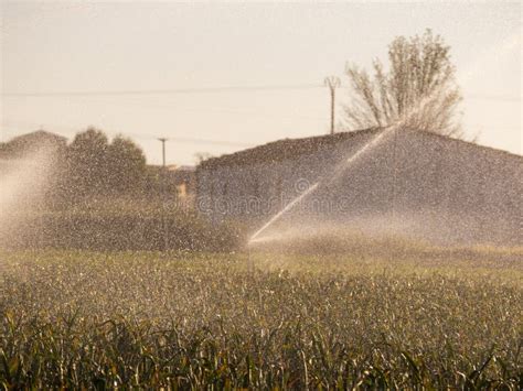 Irrigation System In Ecological Seedling Agricultural Plants Stock Image Image Of Cultivation