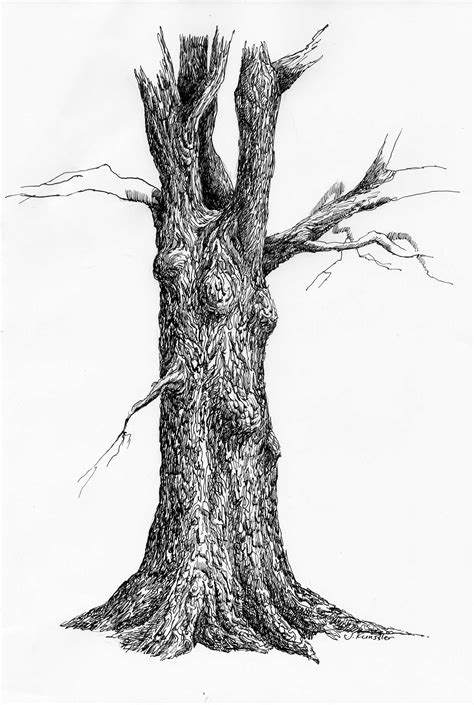 Tree Bark Sketch At Explore Collection Of Tree Bark Sketch