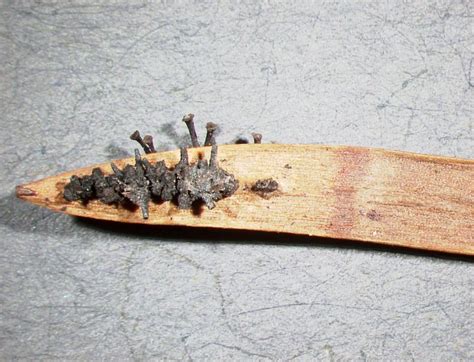 Tripospora Macrospora