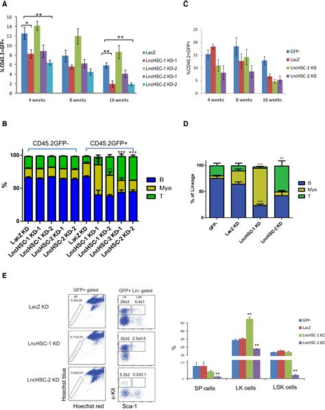 Long Non Coding Rnas Control Hematopoietic Stem Cell Function Cell