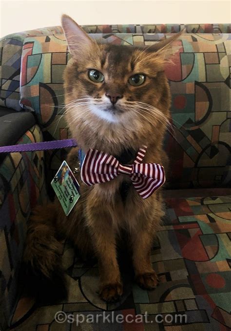 Model Therapy Cat Summers Fabulous Cat Life