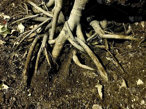 树根素材 花瓣网
