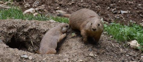 Gopher Control Get Rid Of Gophers Pest Control Companies