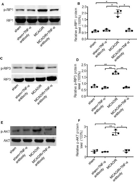 Figure 1 From Astrocyte Derived Tnf α Activated Platelets Promote Cerebral Ischemia Reperfusion
