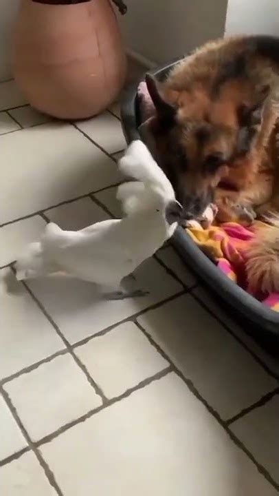 თუთიყუში ძაღლს უყეფს Youtube