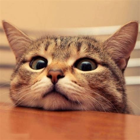 Kitten Reels Youtube