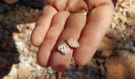 Gallery Lightning Ridge Fossil Dig Australian Geographic